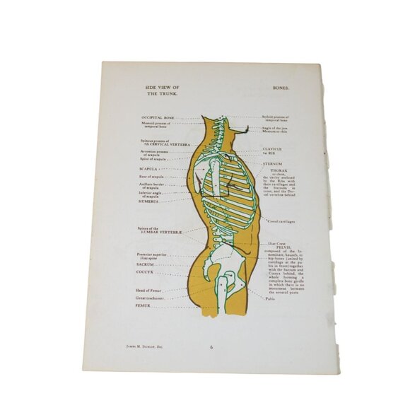 Art | 1946 Anatomical Diagram Art Students View Head Neck Trunk Vintage ...